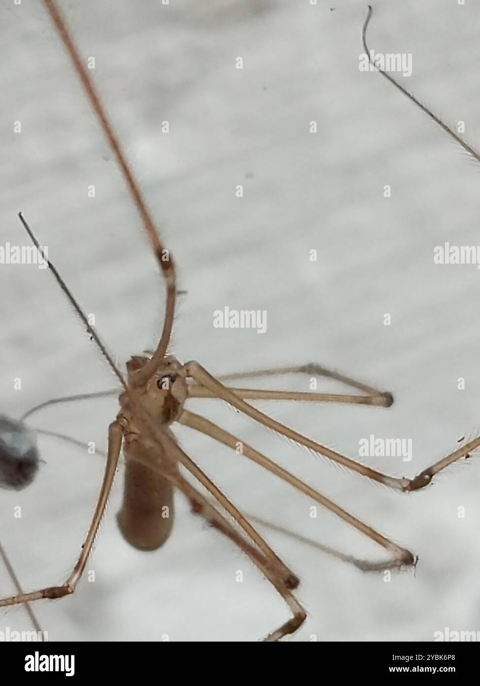 Long-bodied Cellar Spider (Pholcus phalangioides) Arachnida Stock Photo ...
