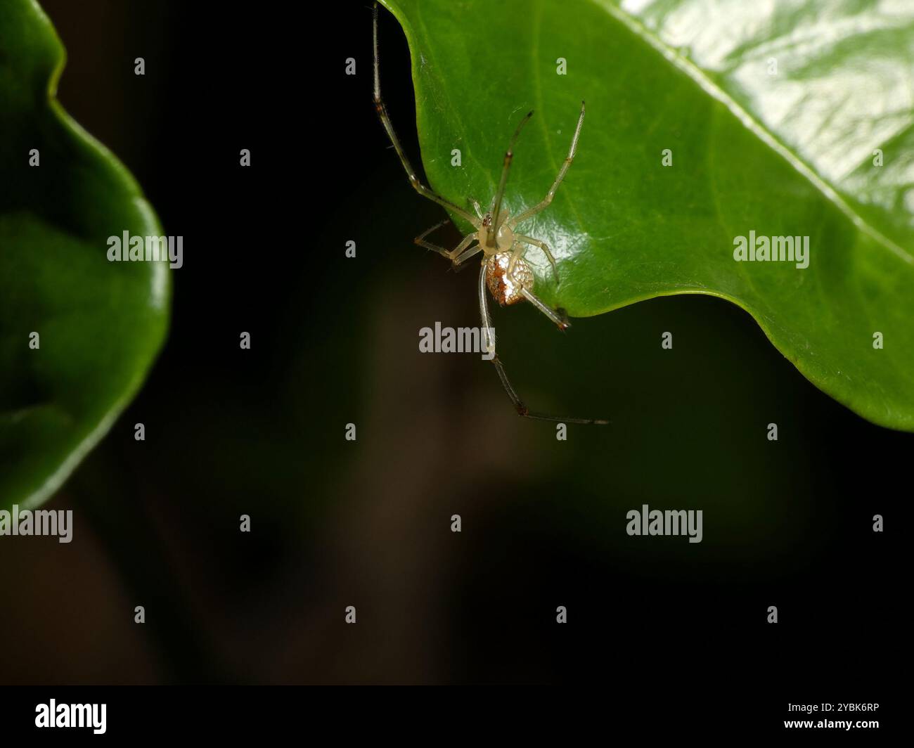 Mirror-ball Spiders (Thwaitesia) Arachnida Stock Photo - Alamy