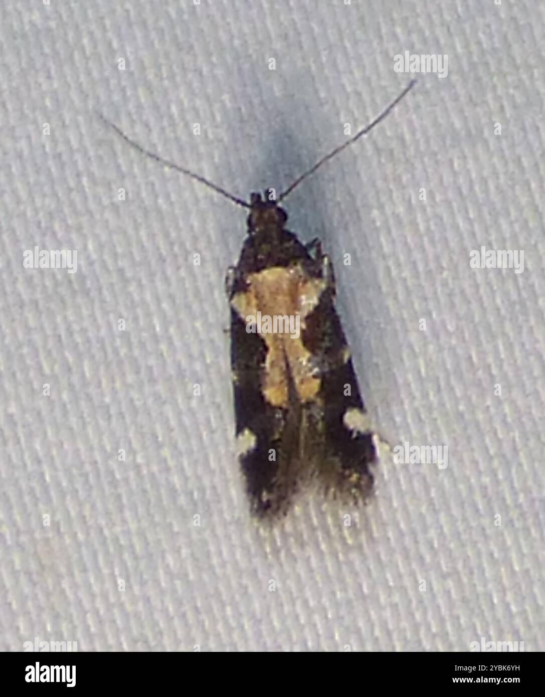 Red-necked Peanutworm Moth (Stegasta bosqueella) Insecta Stock Photo ...