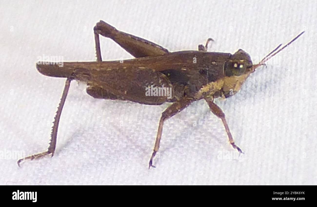 Black-sided Pygmy Grasshopper (Tettigidea lateralis) Insecta Stock ...