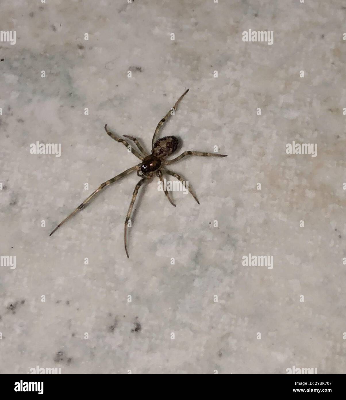 Triangulate Combfoot (Steatoda triangulosa) Arachnida Stock Photo - Alamy