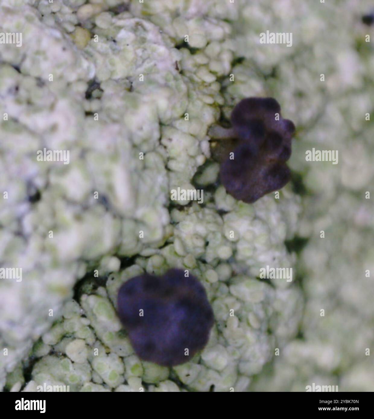 Scale Beret Lichen (Baeomyces carneus) Fungi Stock Photo - Alamy