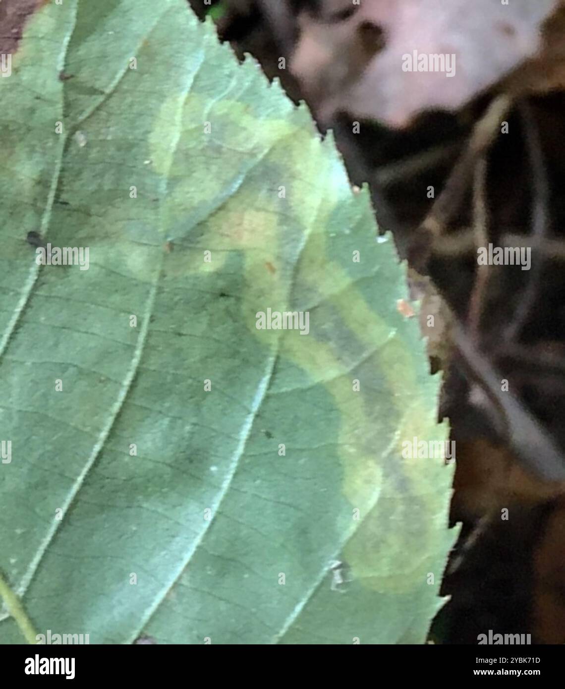 Pecan Leafminer Moth (Cameraria caryaefoliella) Insecta Stock Photo - Alamy