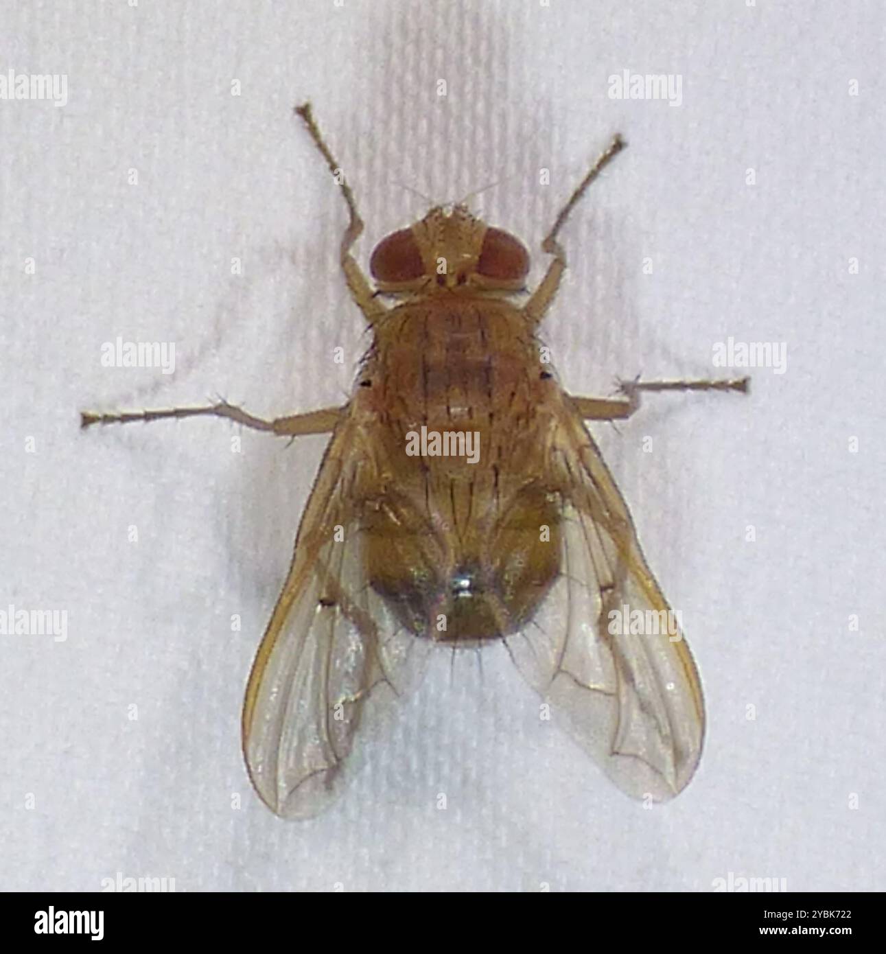 Ormia hi-res stock photography and images - Alamy