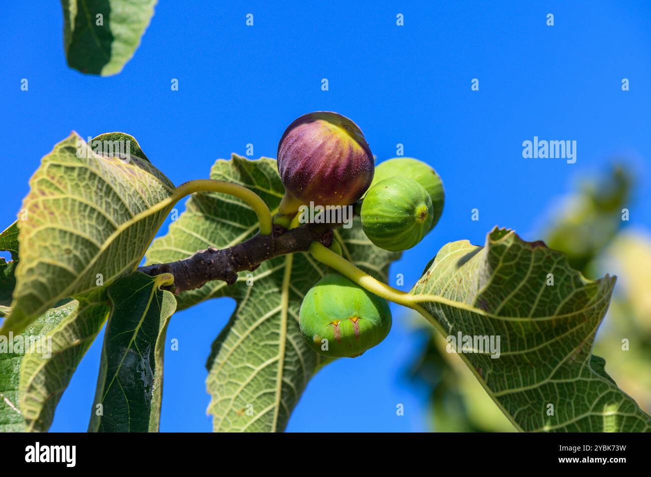 A cluster of figs, both green and purple, hangs from a lush tree with ...
