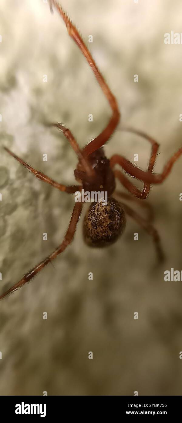 Common House Spider (Parasteatoda tepidariorum) Arachnida Stock Photo ...