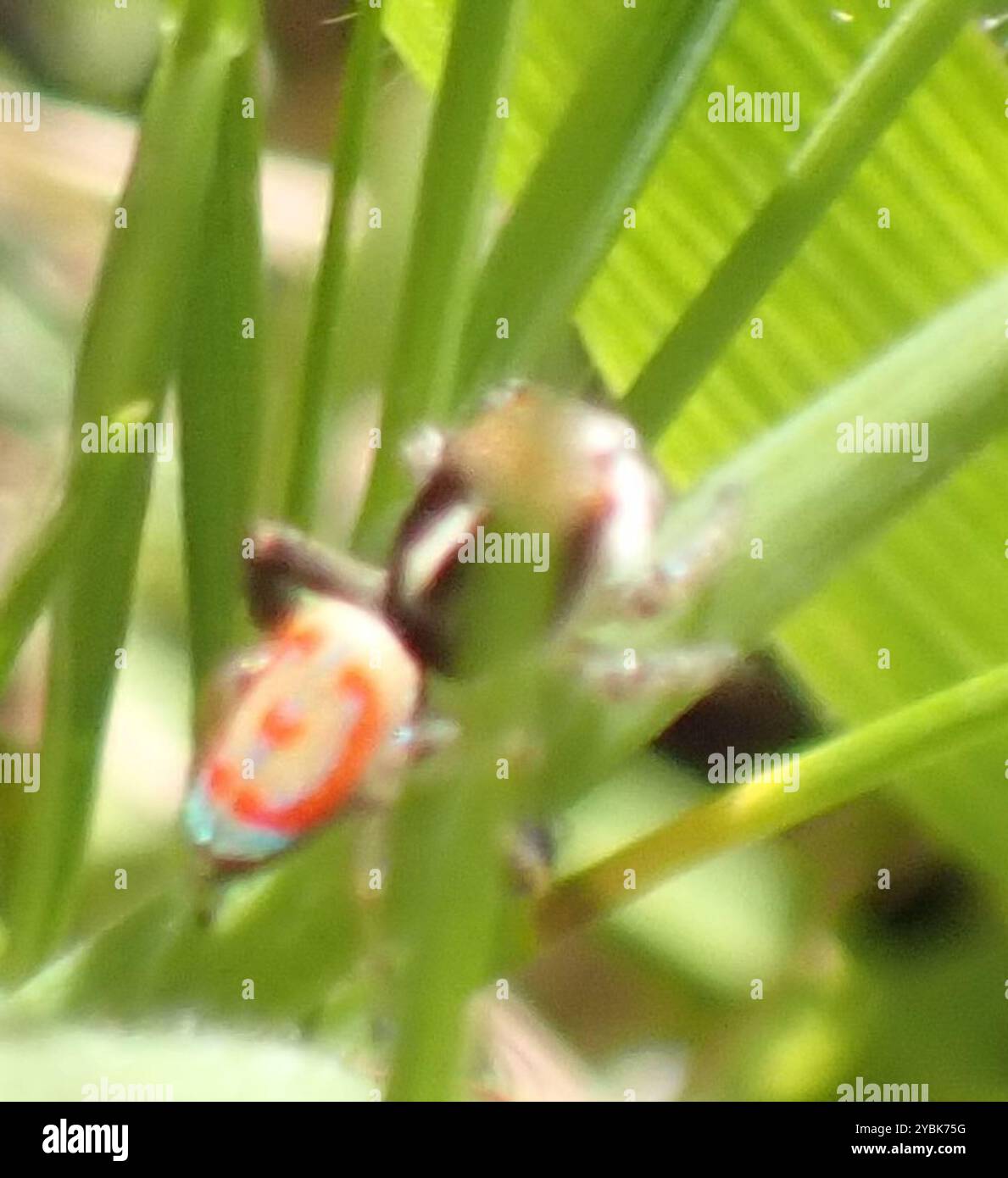 Common Peacock Spider (Maratus pavonis) Arachnida Stock Photo - Alamy