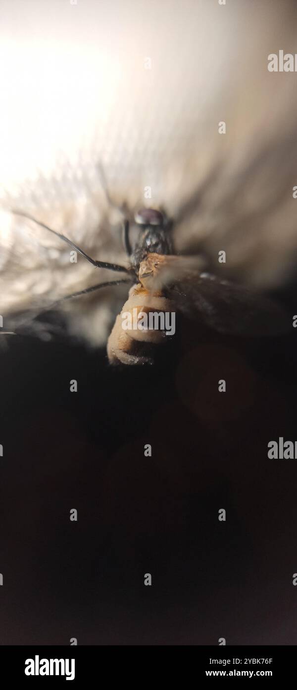 Fly Death Fungi (Entomophthora muscae) Fungi Stock Photo - Alamy