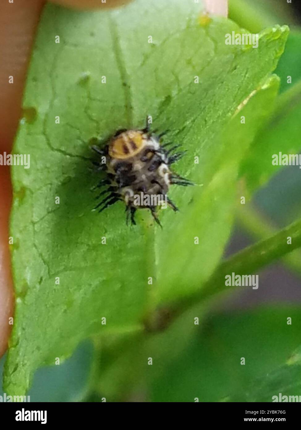 Metallic Blue Lady Beetle (Curinus coeruleus) Insecta Stock Photo - Alamy