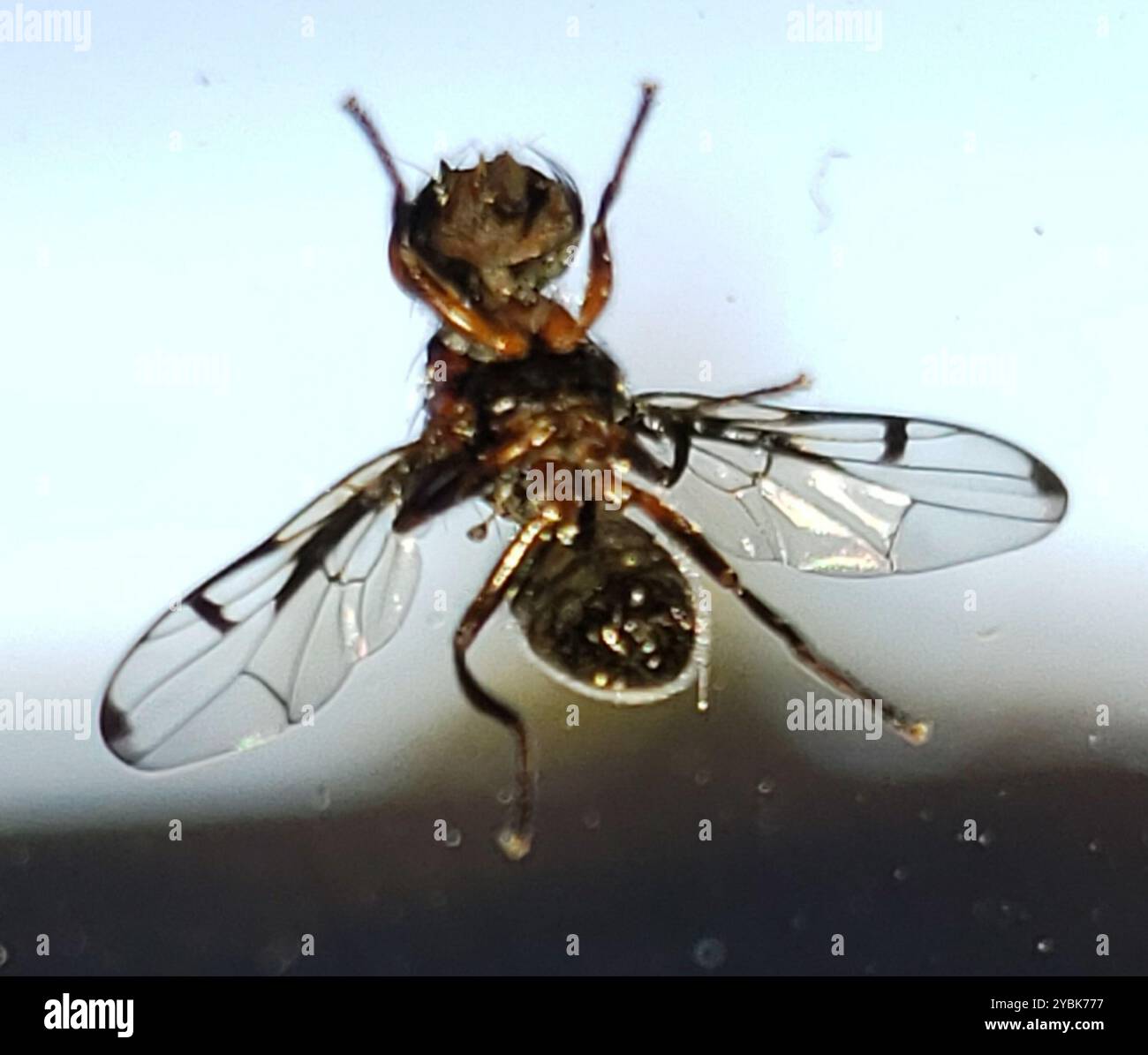 Boatman Fly (Pogonortalis doclea) Insecta Stock Photo - Alamy
