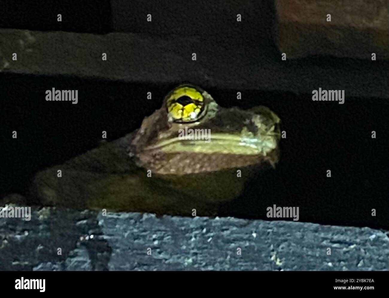 Golden-eyed Tree Frogs (Trachycephalus) Amphibia Stock Photo - Alamy