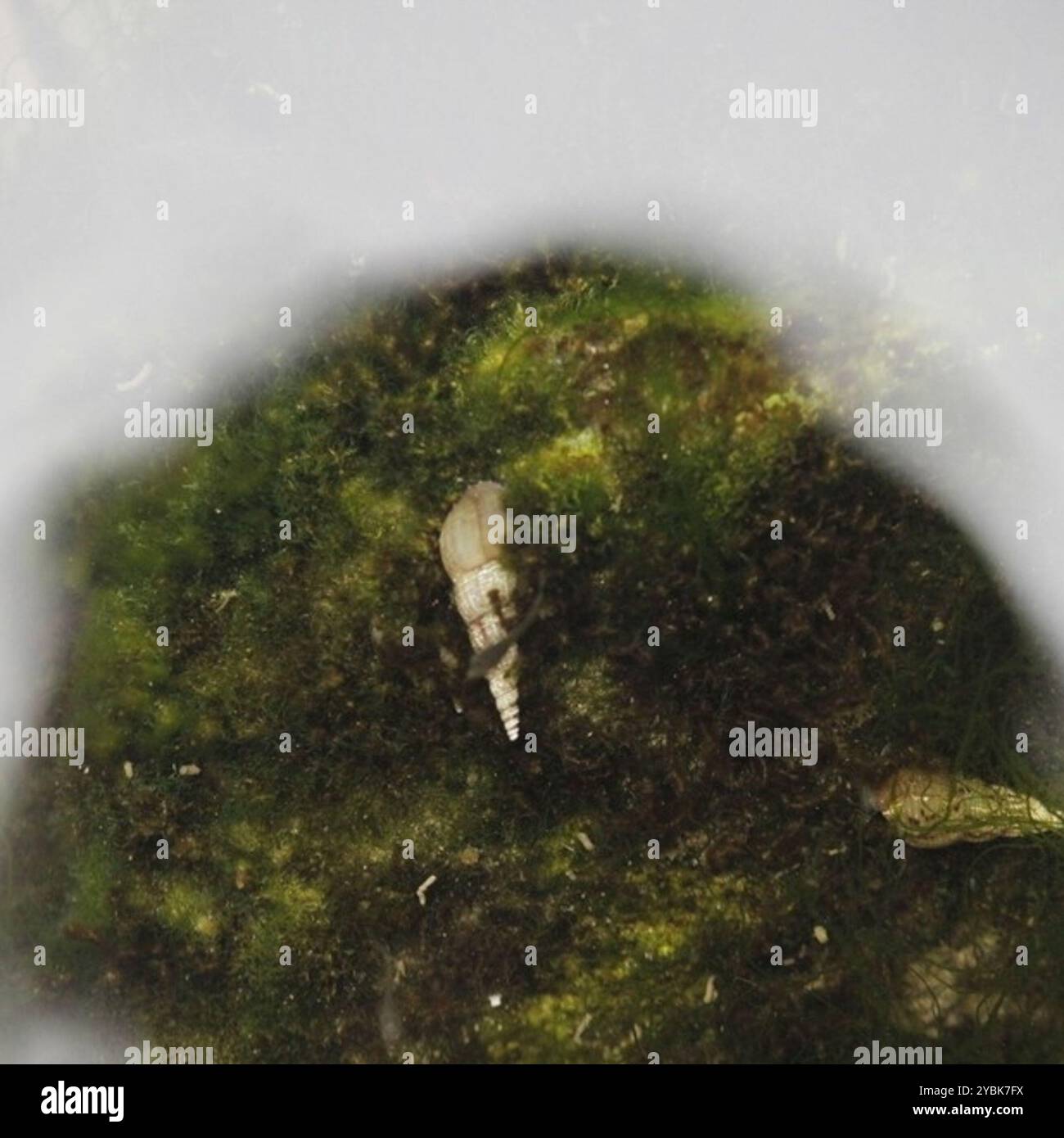 Melanoides hi-res stock photography and images - Alamy