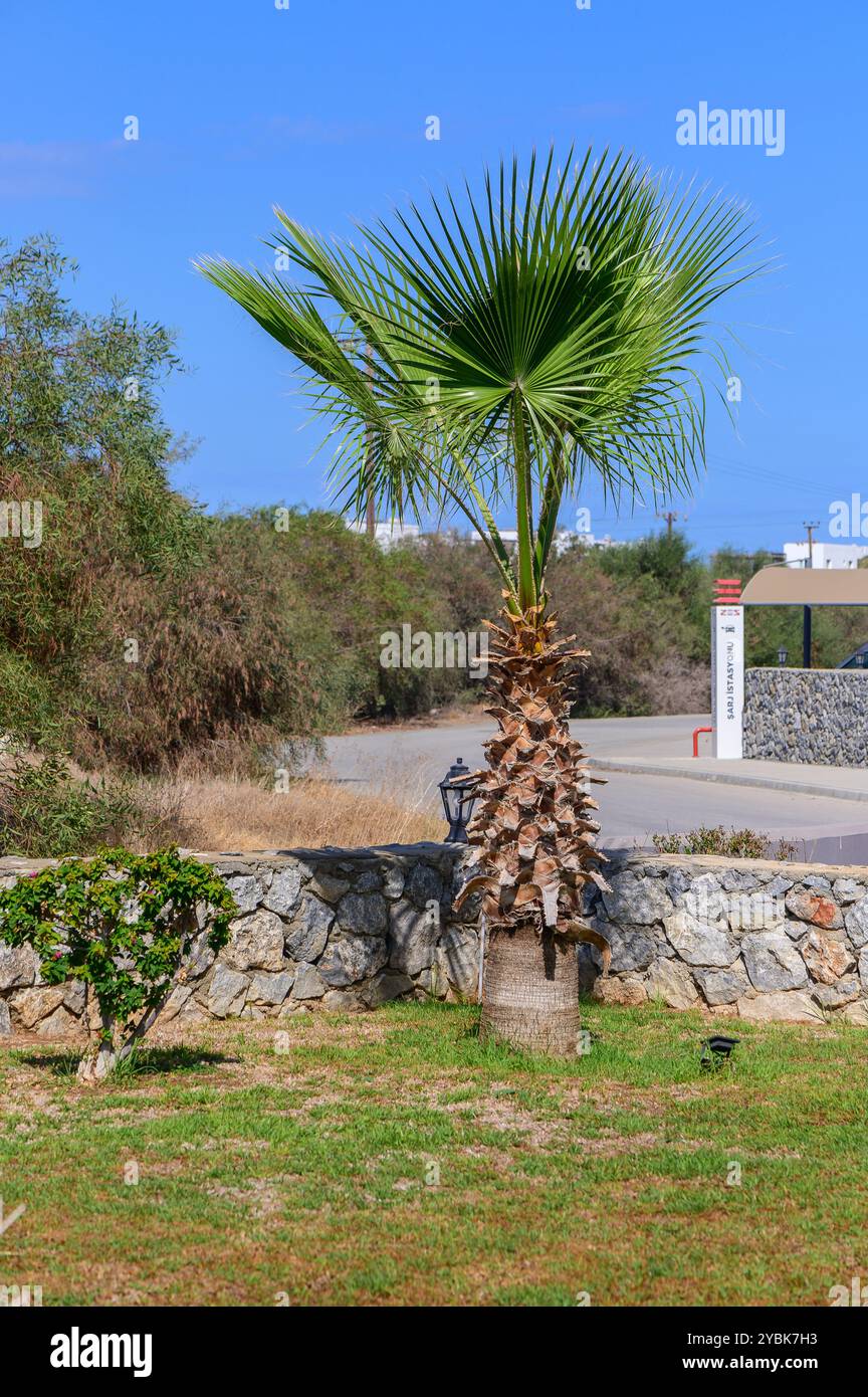 A tall palm tree stands proudly in a tranquil garden, surrounded by ...