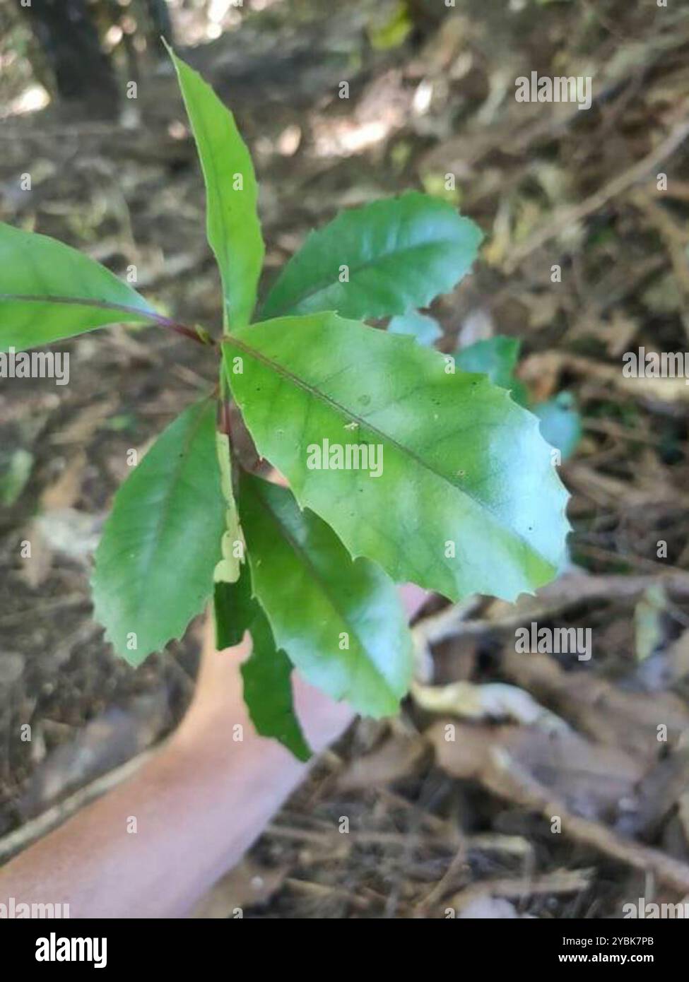 Pigeonwood (Hedycarya arborea) Plantae Stock Photo - Alamy