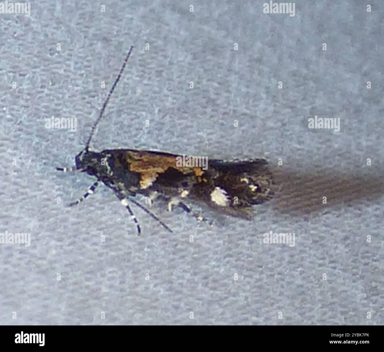 Red-necked Peanutworm Moth (Stegasta bosqueella) Insecta Stock Photo ...