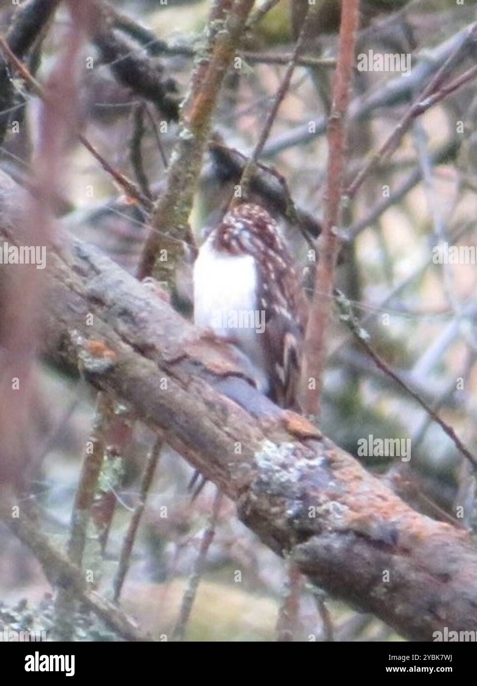 Eurasian Treecreeper (Certhia familiaris) Aves Stock Photo - Alamy