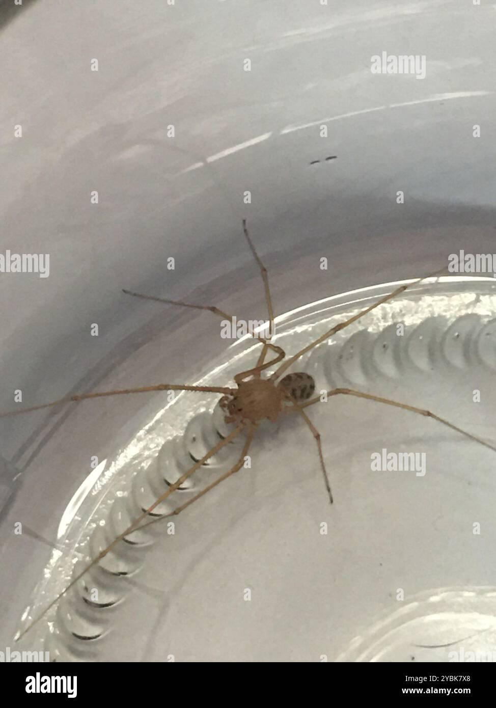 Univittata hi-res stock photography and images - Alamy