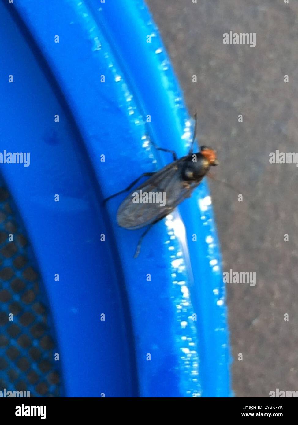 Sugarcane Soldier Fly (Inopus rubriceps) Insecta Stock Photo - Alamy