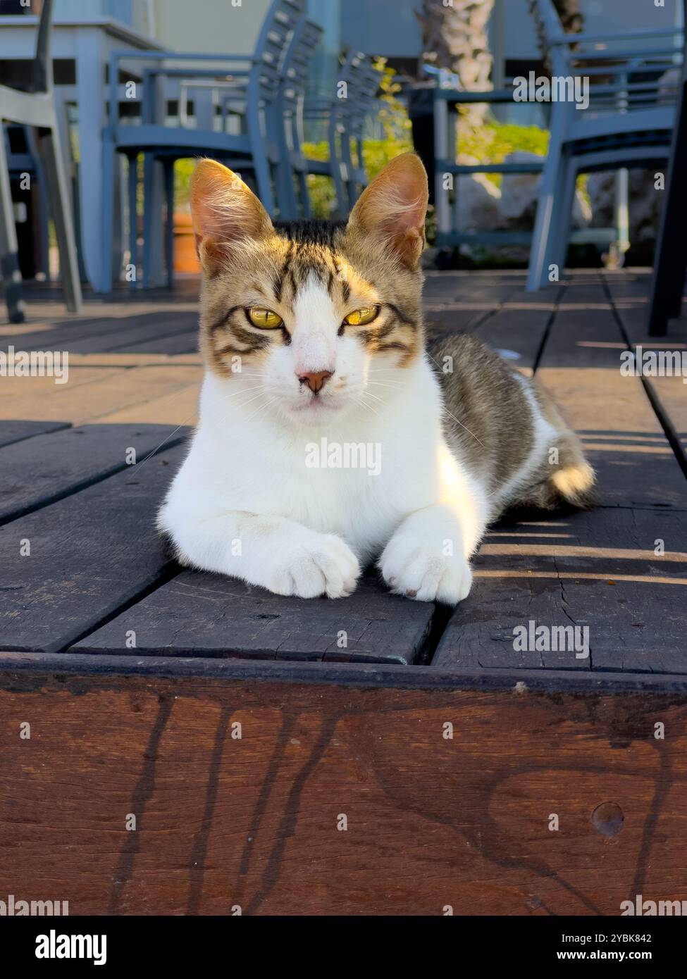 A Curious Tabby Cat Lounges Comfortably on a Wooden Deck Near Outdoor Dining Areas in the ...