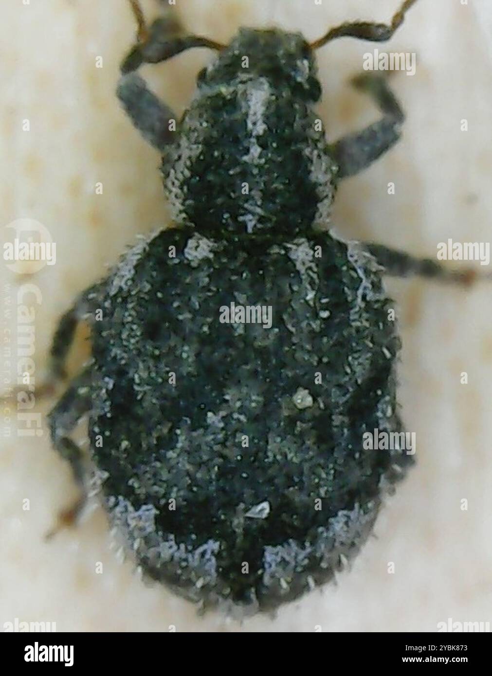 Latipennis hi-res stock photography and images - Alamy