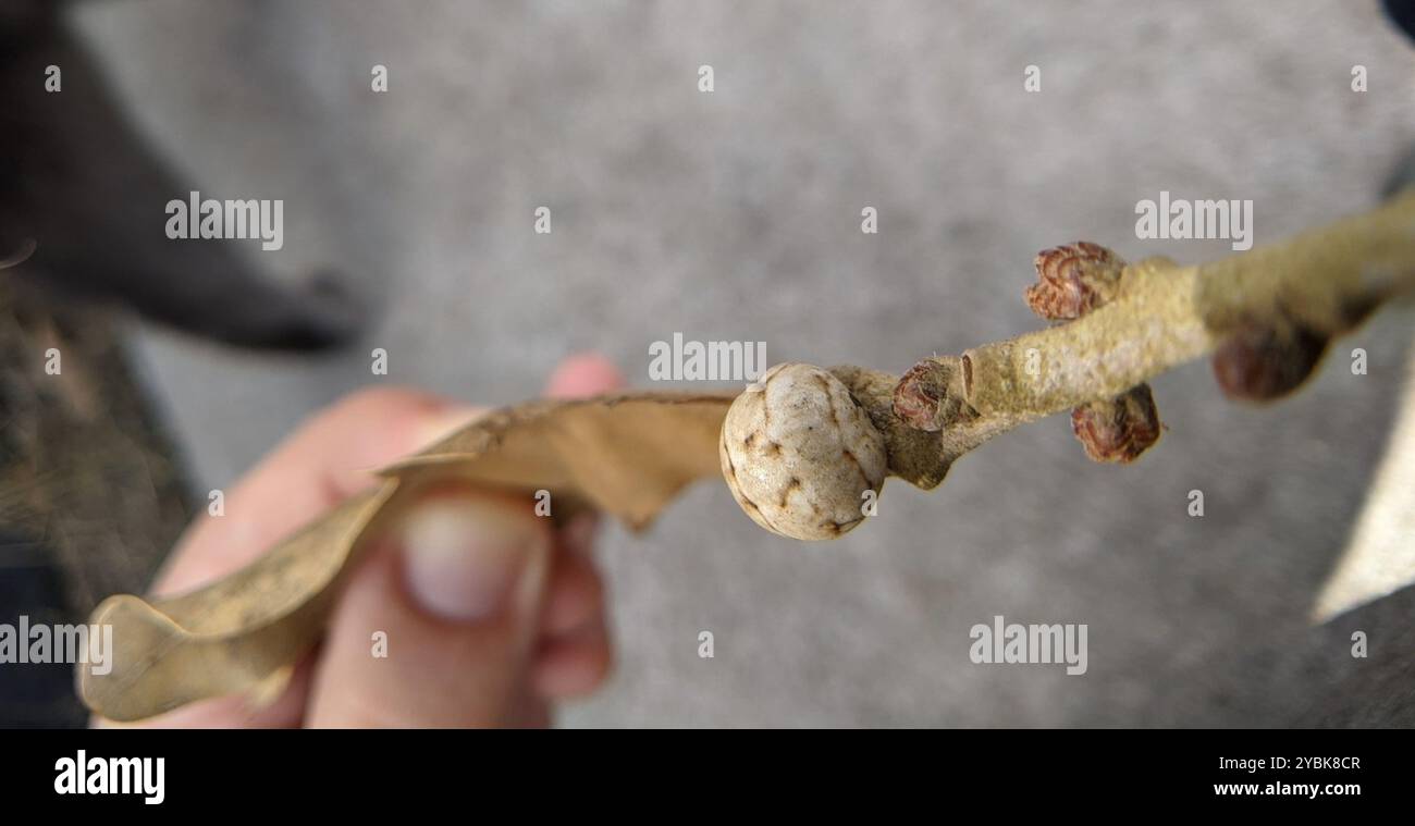 Gall-like Scales (Kermesidae) Insecta Stock Photo - Alamy