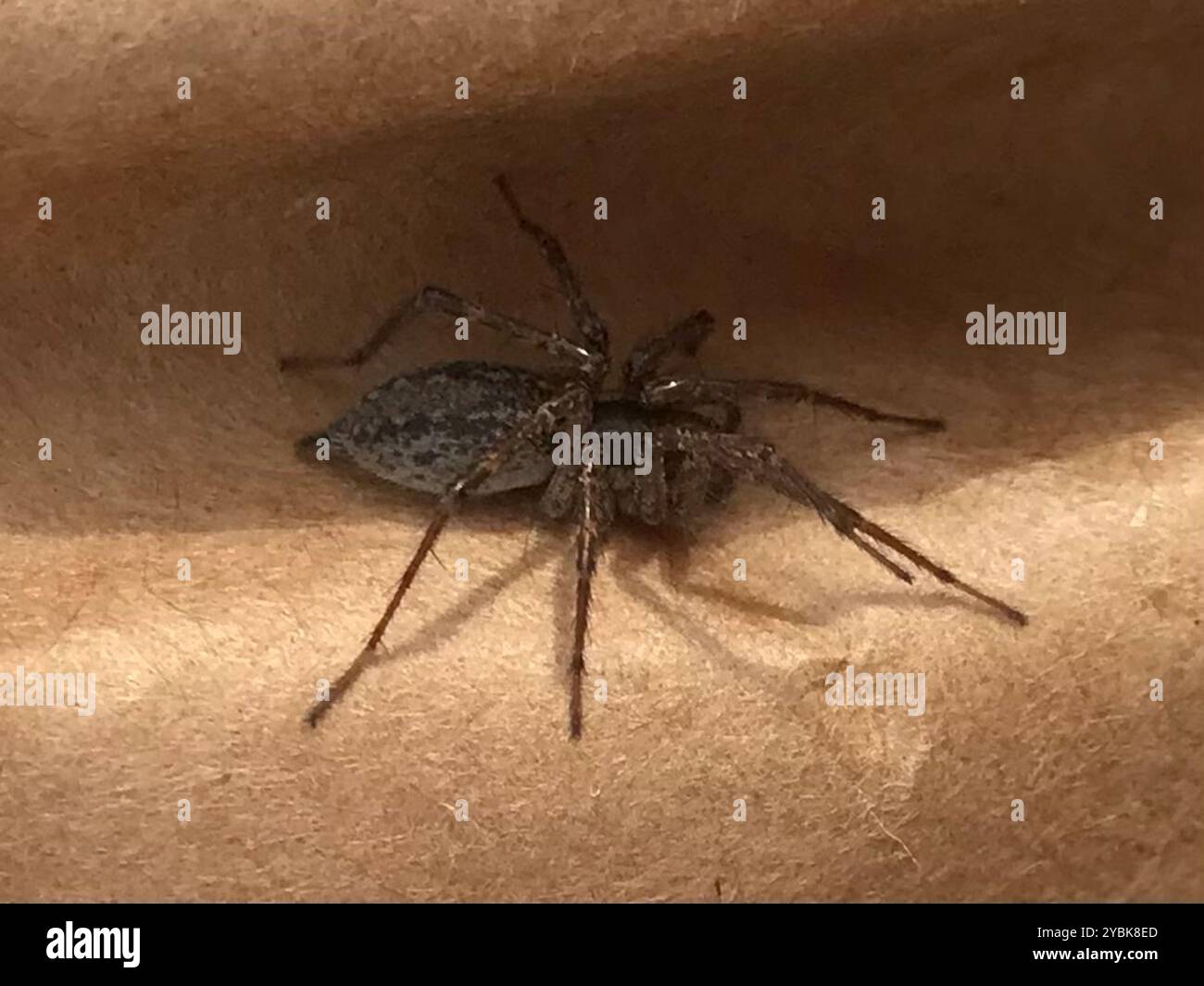 Grass Spiders (Agelenopsis) Arachnida Stock Photo - Alamy