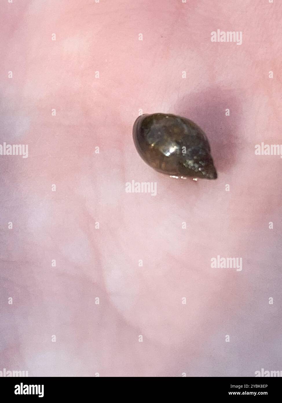 Bladder Snails (Physidae) Mollusca Stock Photo - Alamy