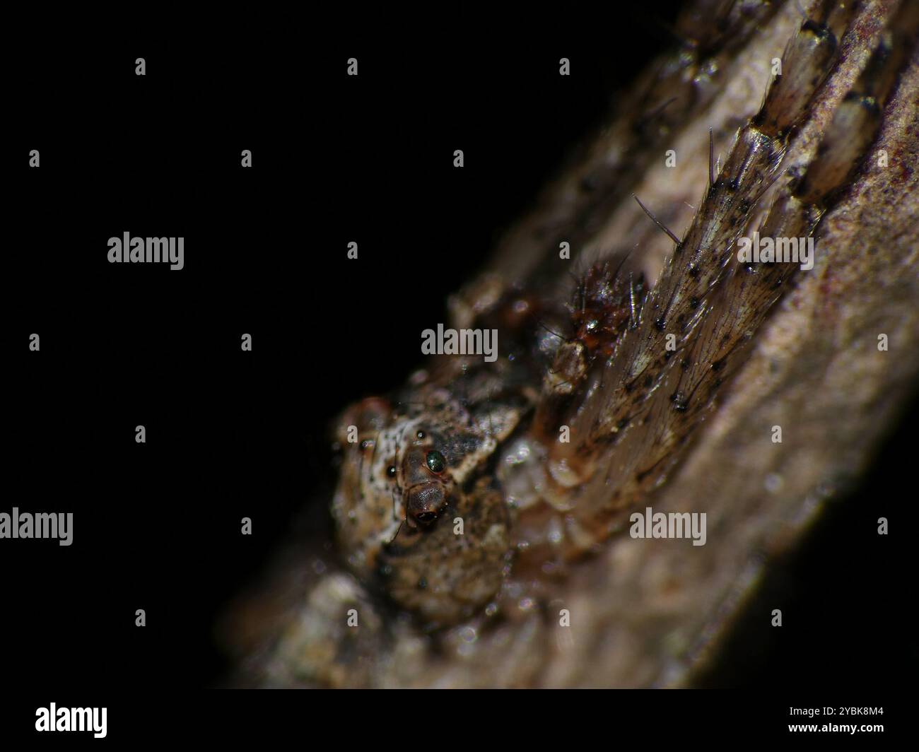 Octopus Spiders (Tmarus) Arachnida Stock Photo - Alamy