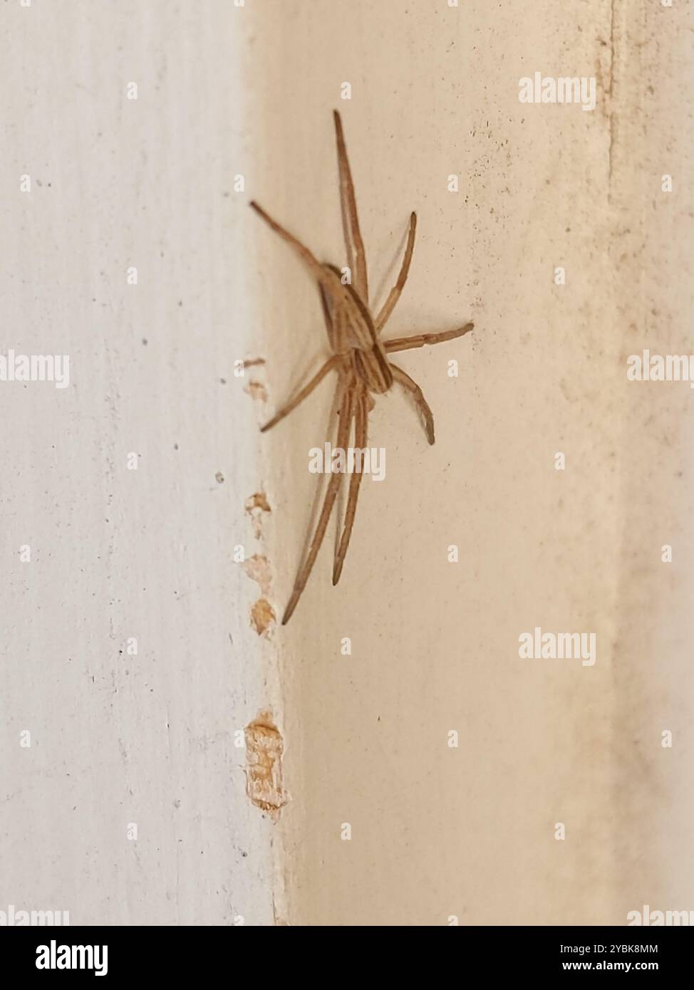 Slender Crab Spiders (Tibellus) Arachnida Stock Photo - Alamy