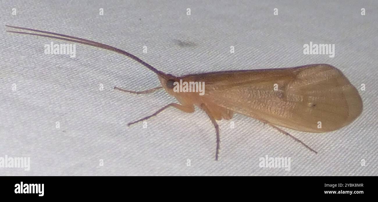 Northern Caddisflies (Limnephilidae) Insecta Stock Photo - Alamy