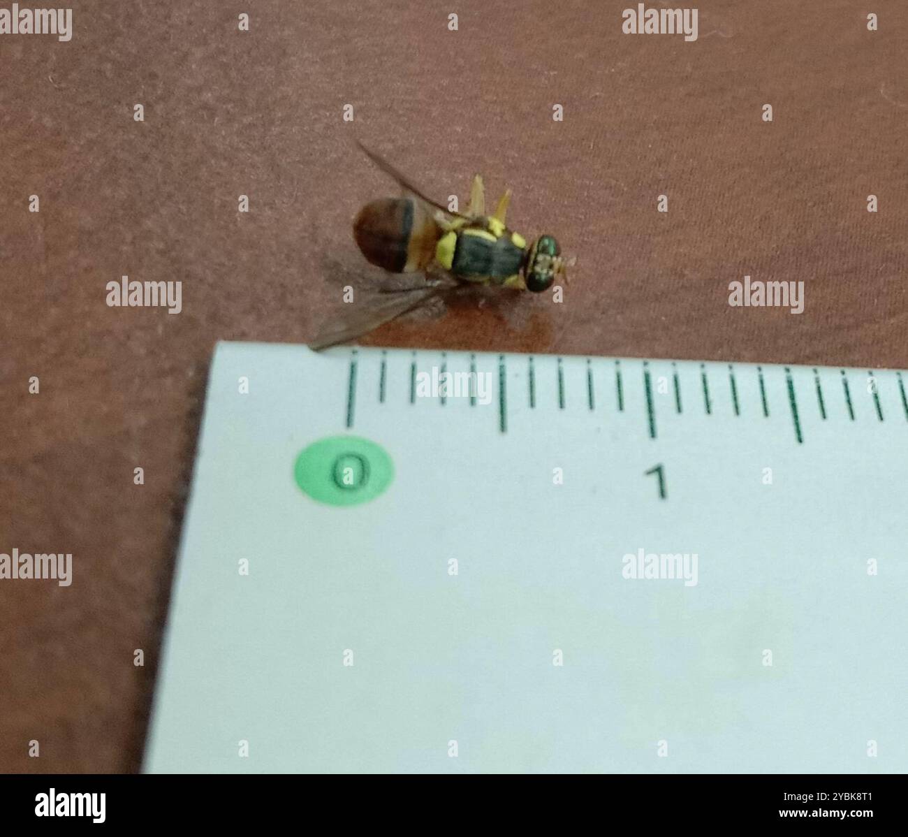 Oriental Fruit Fly (Bactrocera dorsalis) Insecta Stock Photo - Alamy