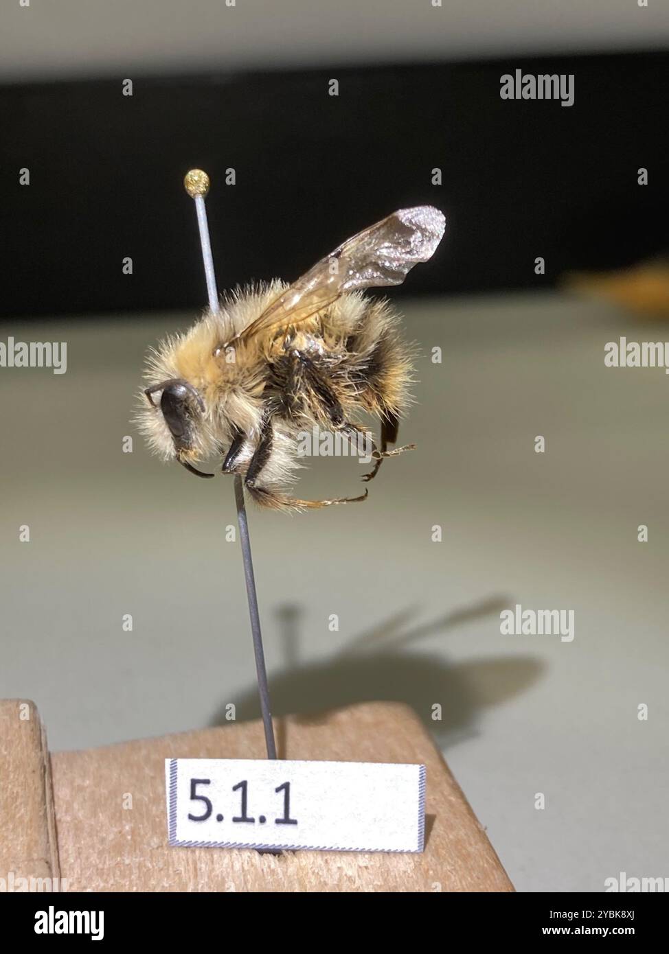 Sitka Bumble Bee (Bombus sitkensis) Insecta Stock Photo - Alamy