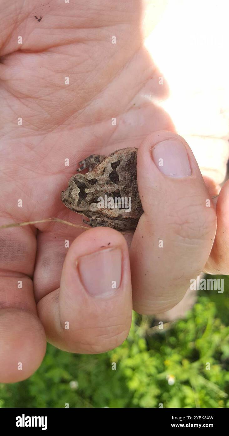 Cane Toad (Rhinella marina) Amphibia Stock Photo - Alamy