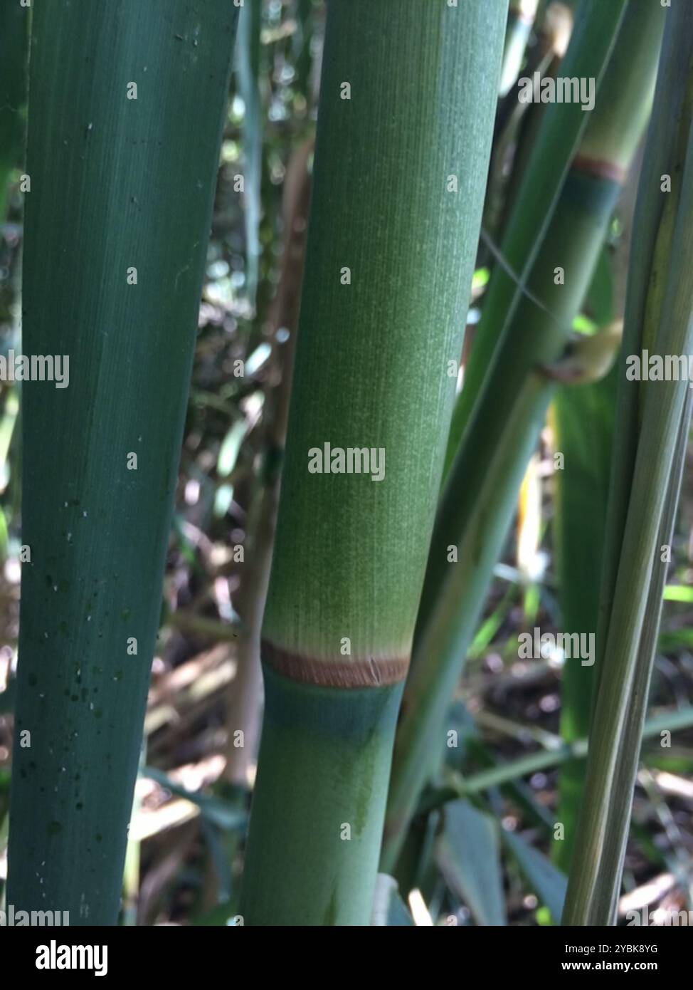 giant reed (Arundo donax) Plantae Stock Photo - Alamy