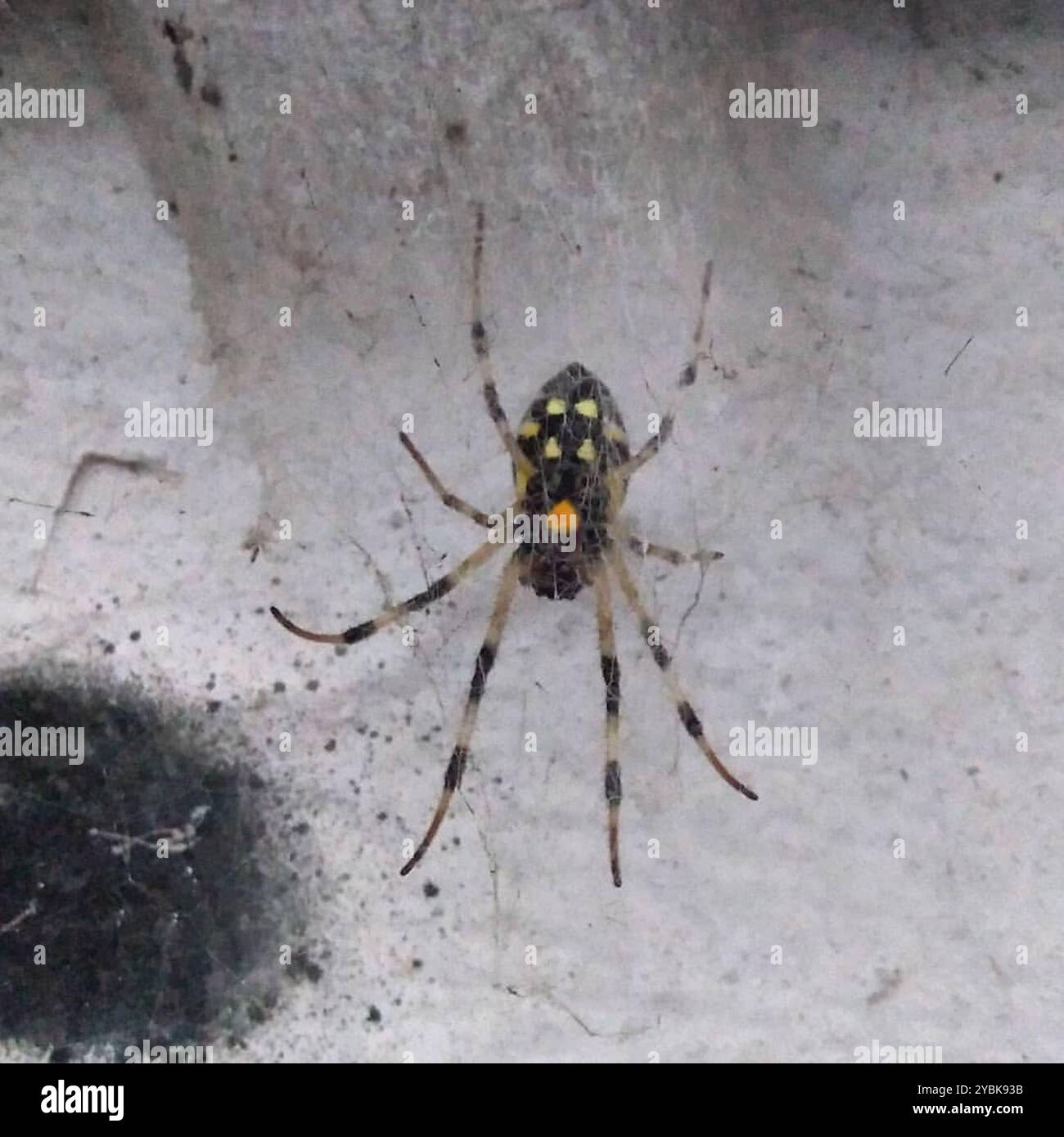 Nephilingis cruentata hi-res stock photography and images - Alamy