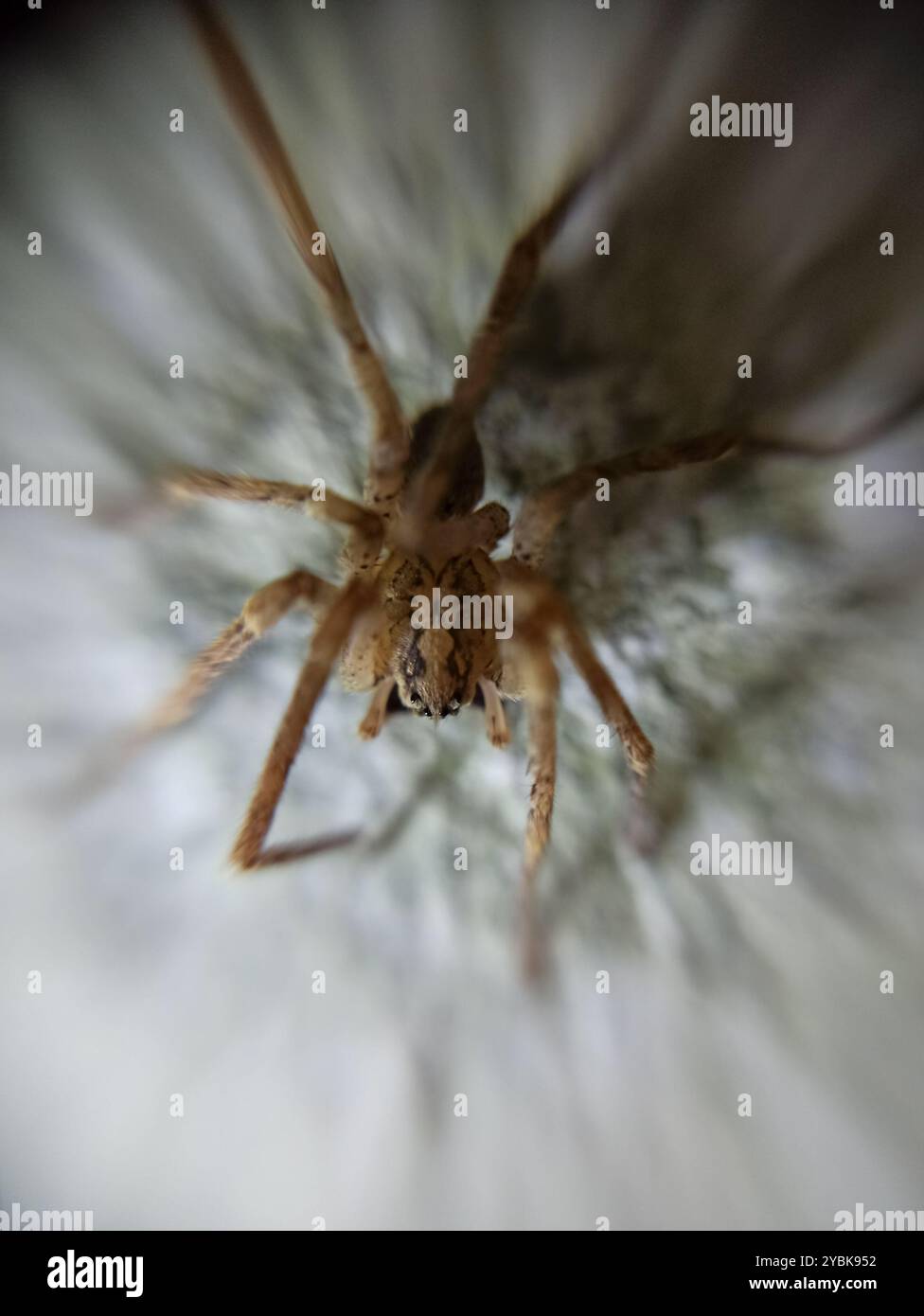 Mediterranean Spiny False Wolf Spider (Zoropsis spinimana) Arachnida ...