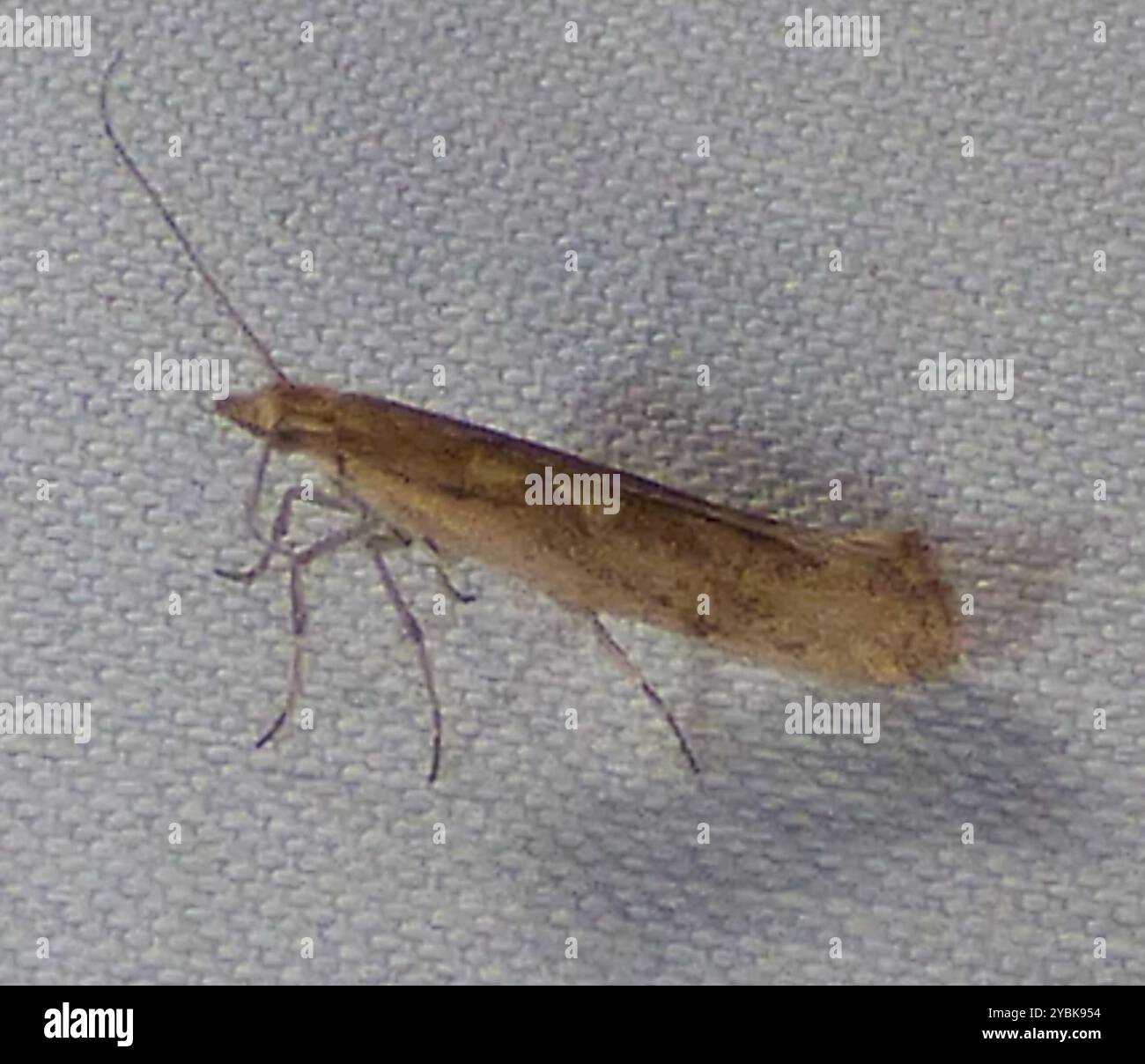 Diamondback Moth (Plutella xylostella) Insecta Stock Photo - Alamy