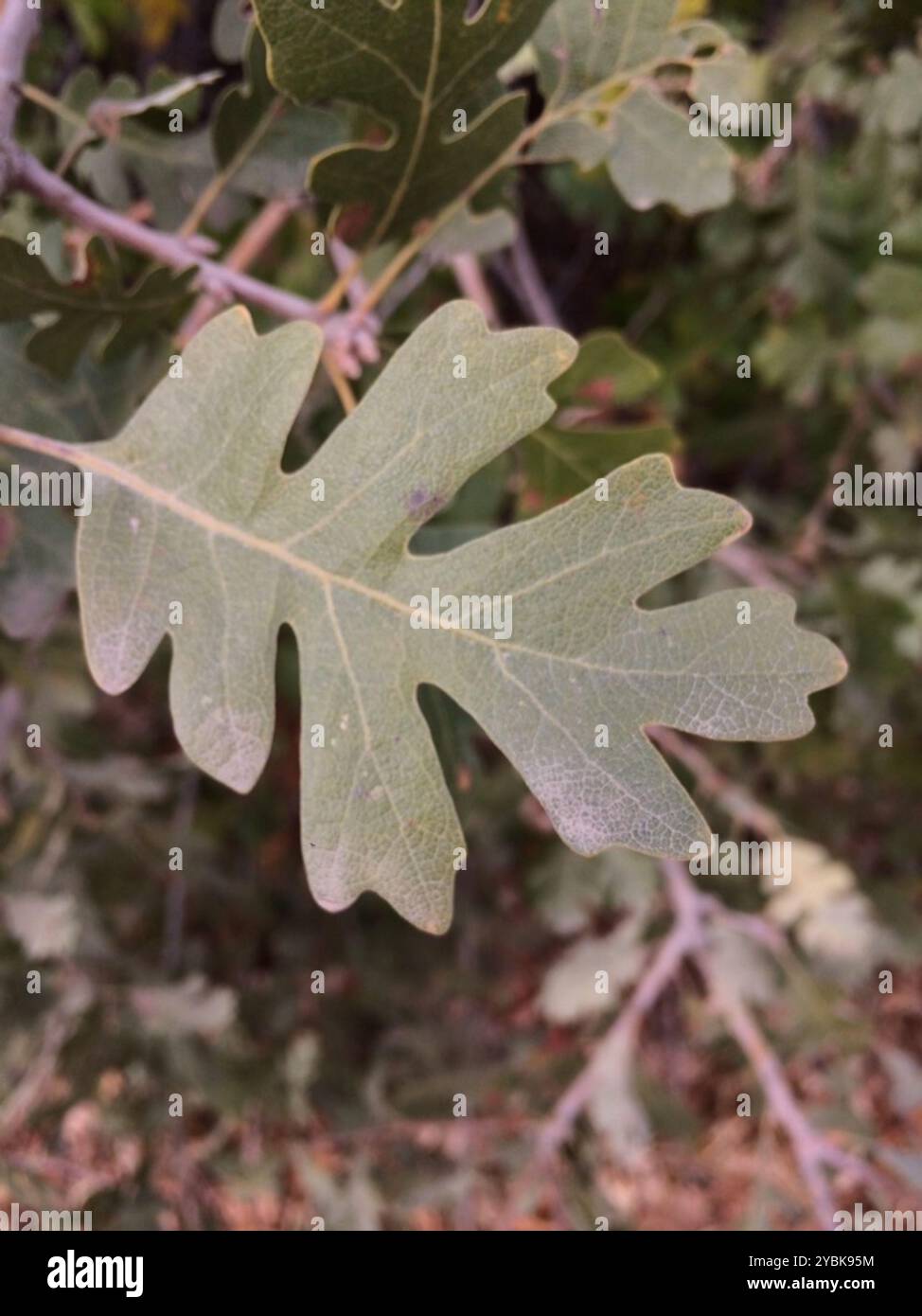 valley oak (Quercus lobata) Plantae Stock Photo - Alamy
