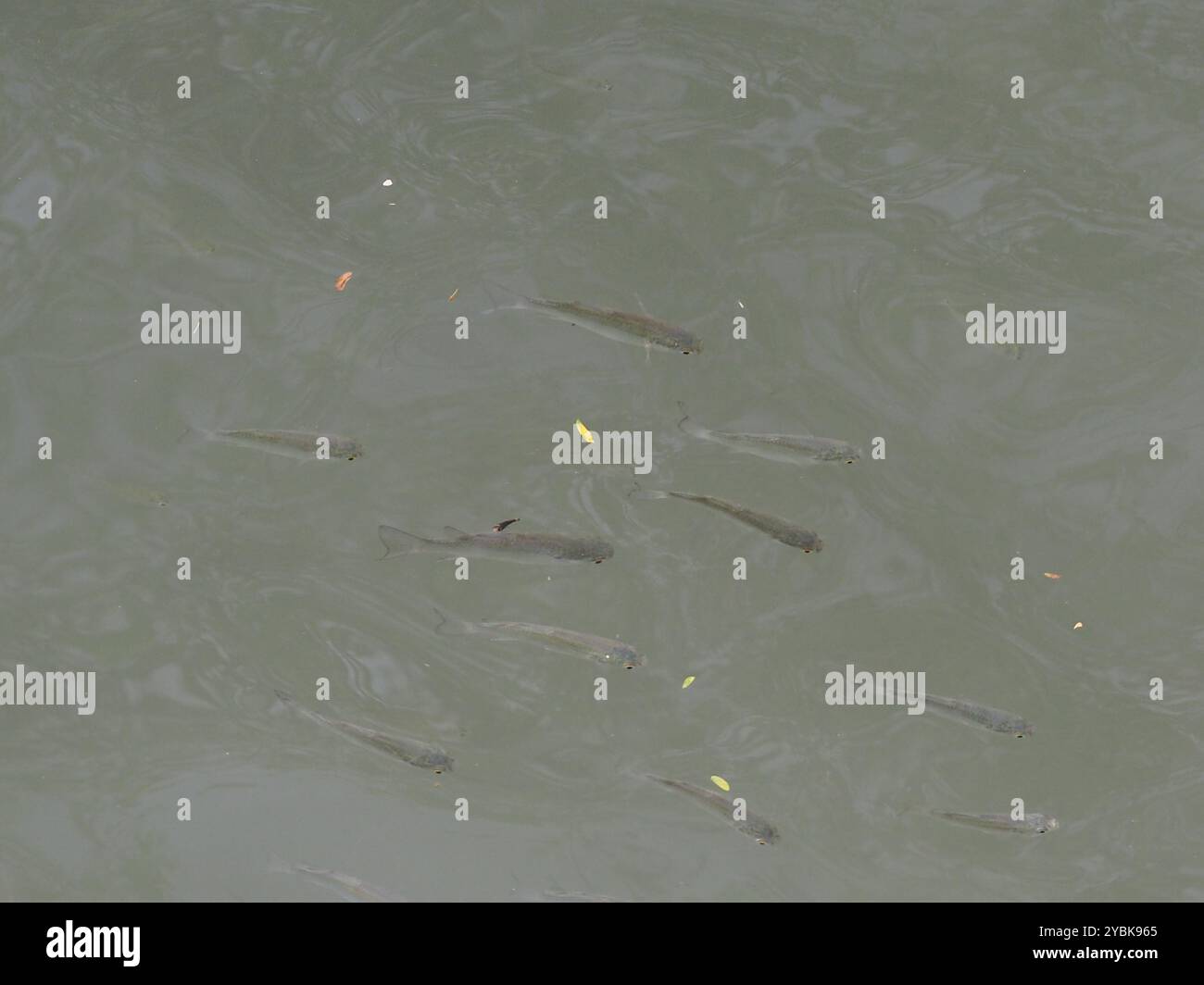 Mullets (Mugilidae) Actinopterygii Stock Photo - Alamy