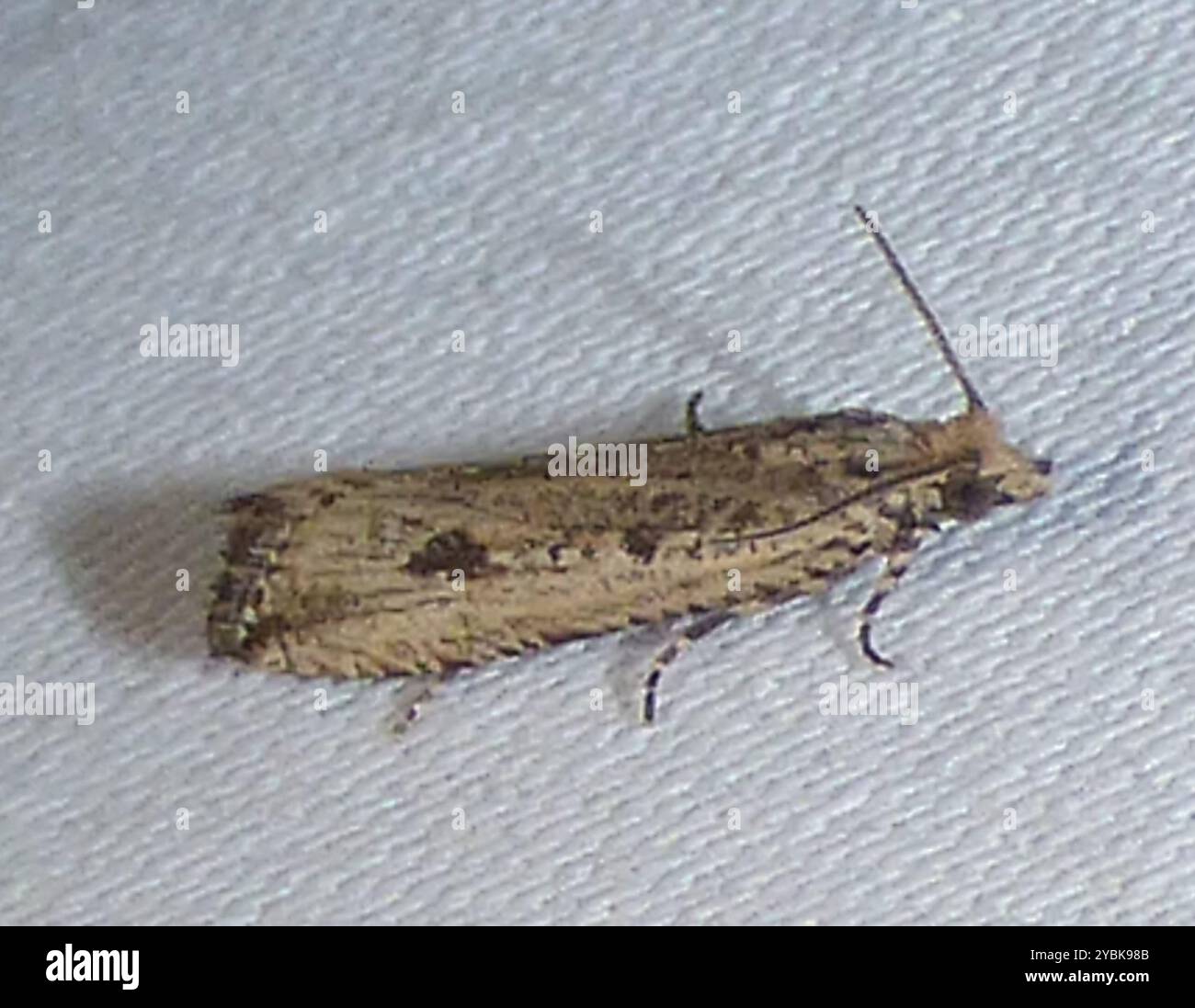 Javelin Moth (Bactra verutana) Insecta Stock Photo - Alamy