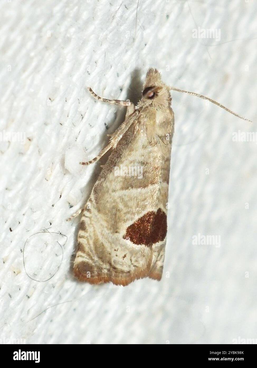 Bramble Shoot Moth (Notocelia uddmanniana) Insecta Stock Photo - Alamy