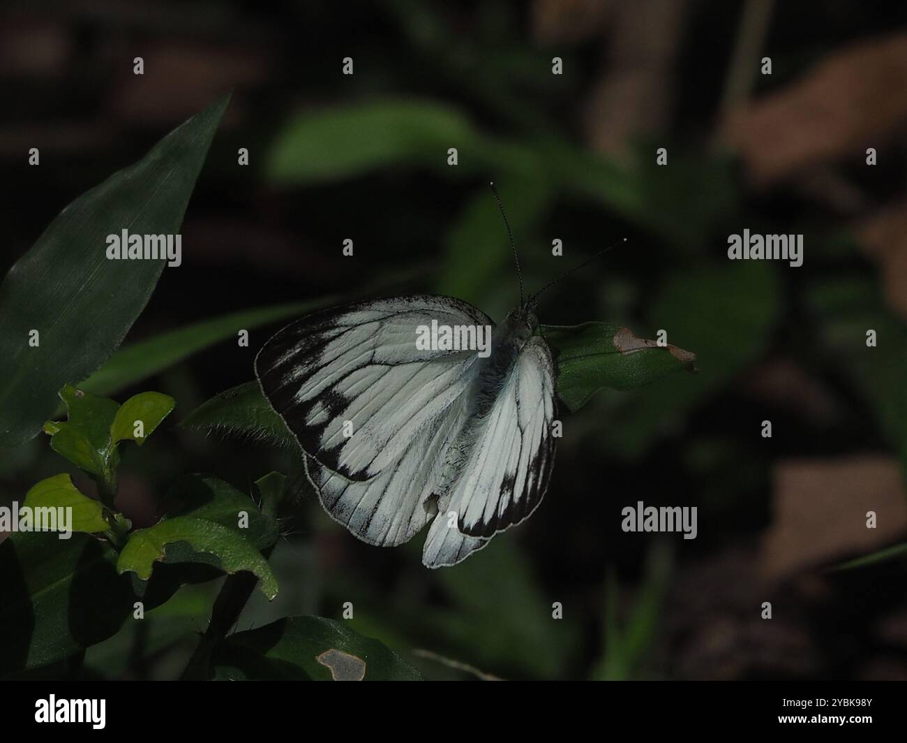 Common Gull (Cepora nerissa) Insecta Stock Photo - Alamy