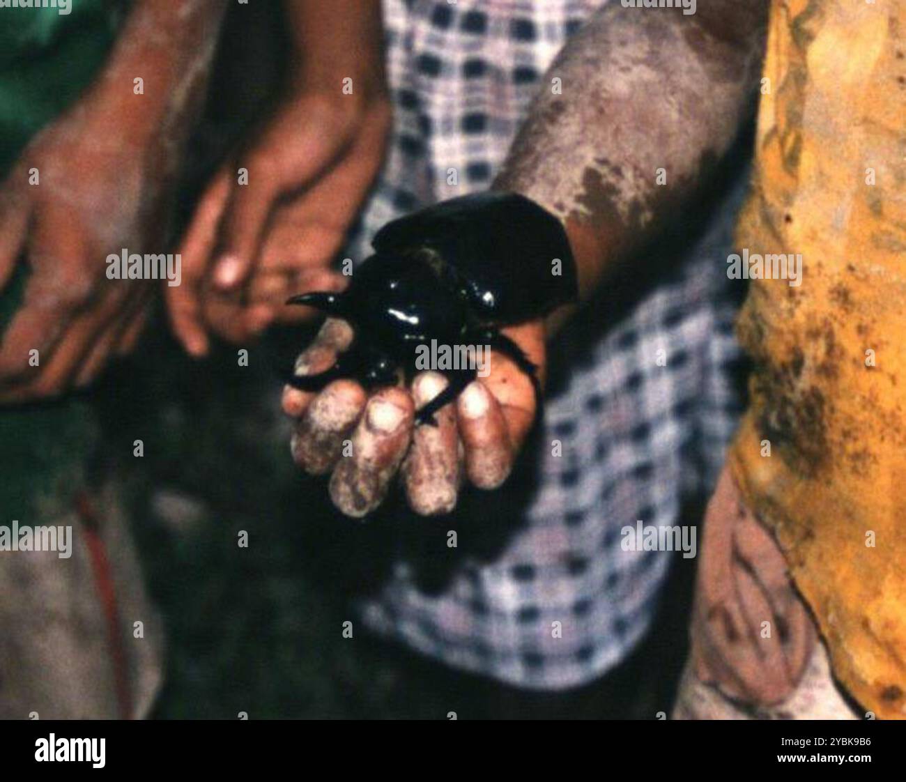 Megasoma mars hi-res stock photography and images - Alamy