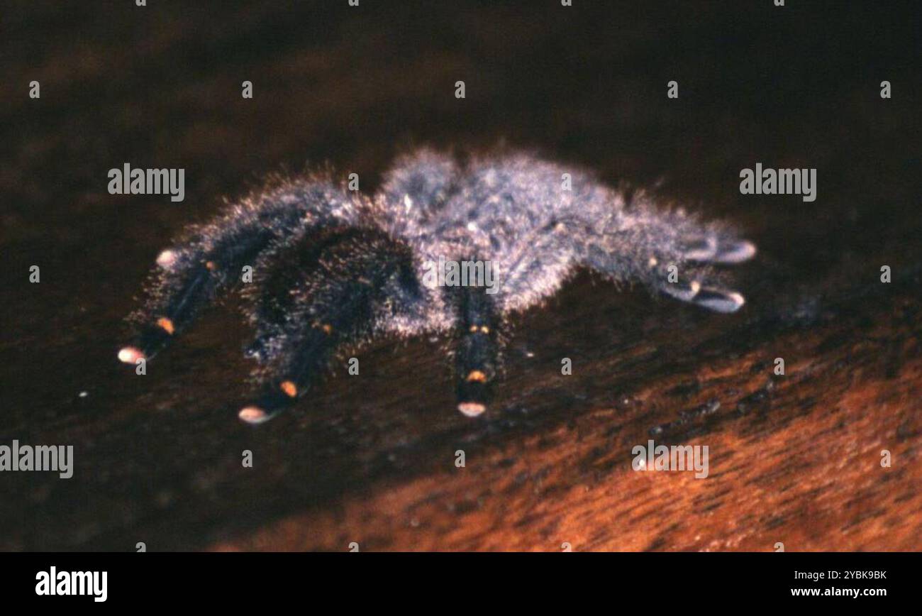 Yellow-banded Pinktoe Tarantula (Avicularia juruensis) Arachnida Stock ...