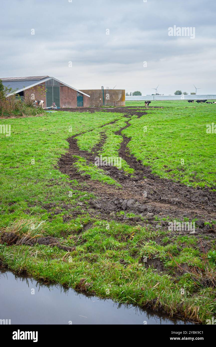 Muddy path in soggy grassland leads to a farm in polder Zuidplas ...