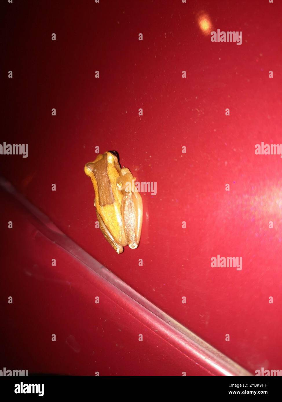 Elegant Forest Tree Frog (Dendropsophus elegans) Amphibia Stock Photo ...