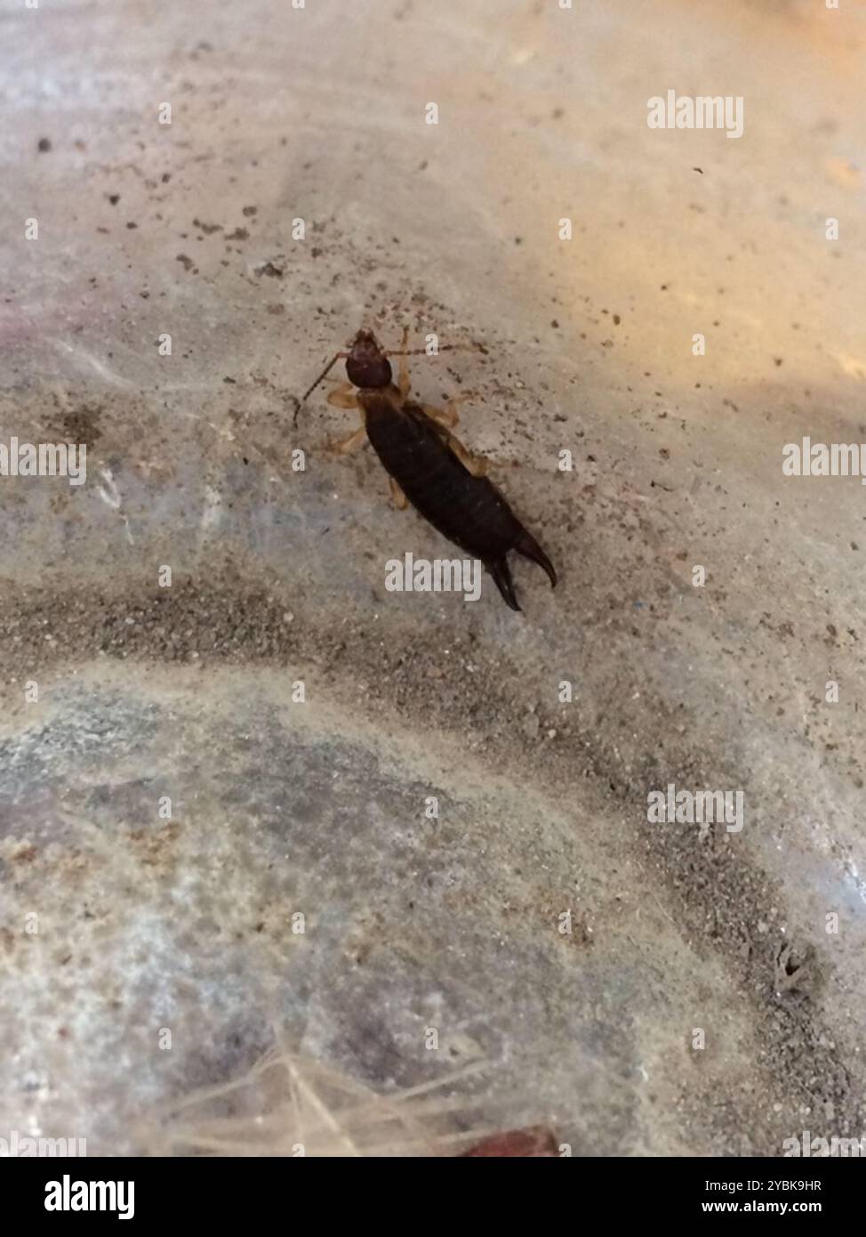 Ring-legged Earwig (Euborellia annulipes) Insecta Stock Photo - Alamy