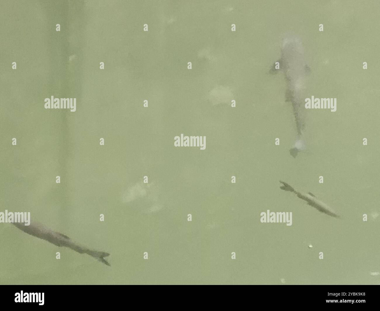 Squalius squalus hi-res stock photography and images - Alamy