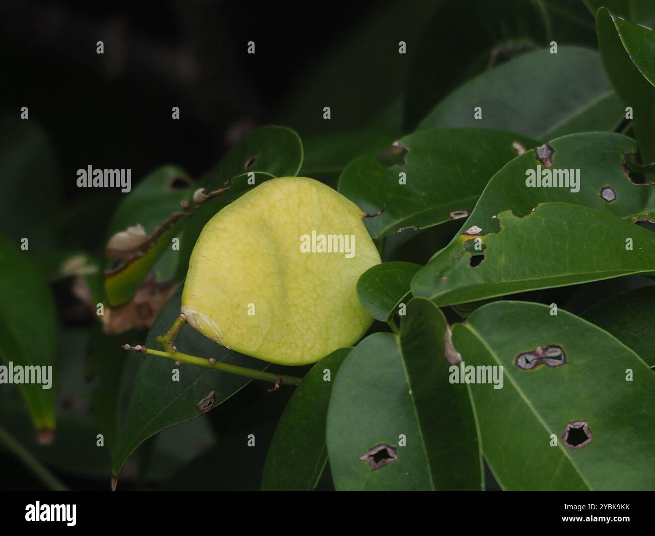 Common Derris (Derris trifoliata) Plantae Stock Photo - Alamy