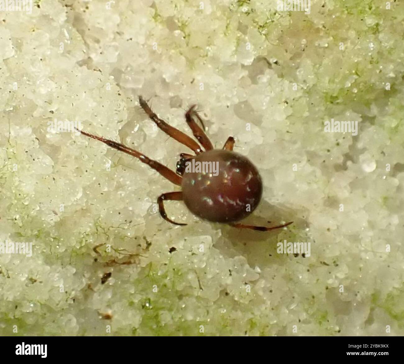 Comb-footed Spiders (Theridiidae) Arachnida Stock Photo - Alamy